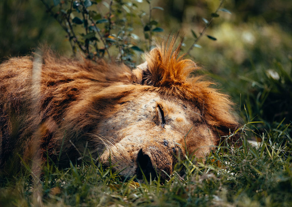 Uganda Tours & Safaris